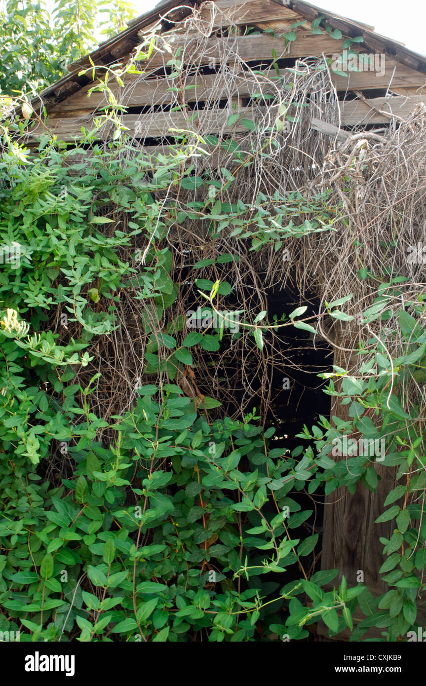 Run down shack hi-res stock photography and images - Alamy