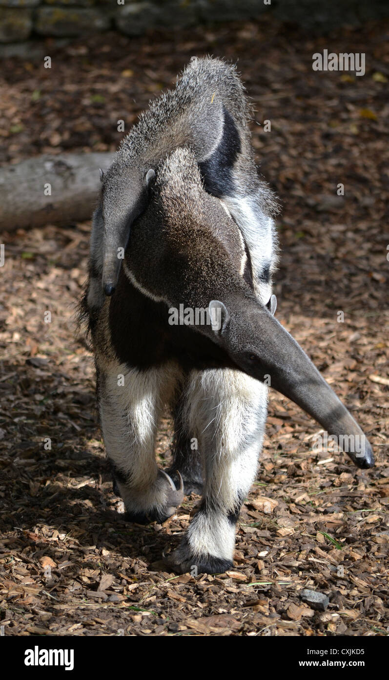 Anteater carrying its young Stock Photo - Alamy