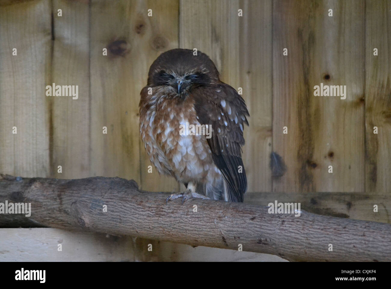 Boobook owl hi-res stock photography and images - Alamy