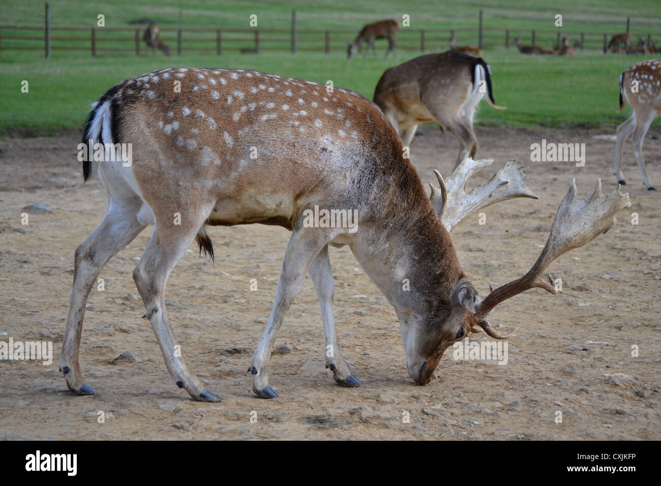 Stag deer hi-res stock photography and images - Alamy
