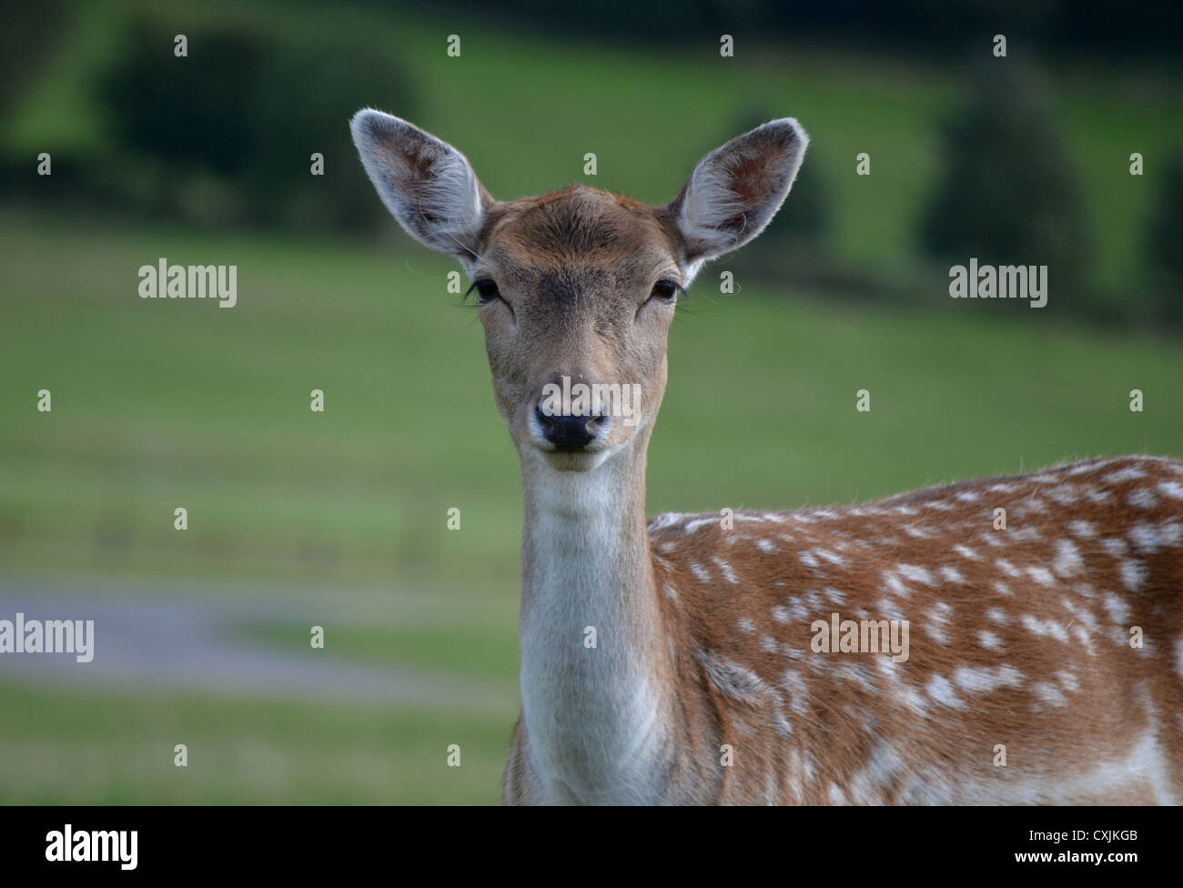 Longleat deer hi-res stock photography and images - Alamy