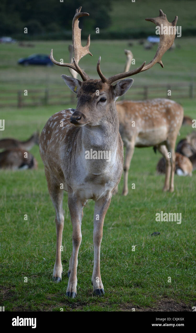 Longleat deer hi-res stock photography and images - Alamy