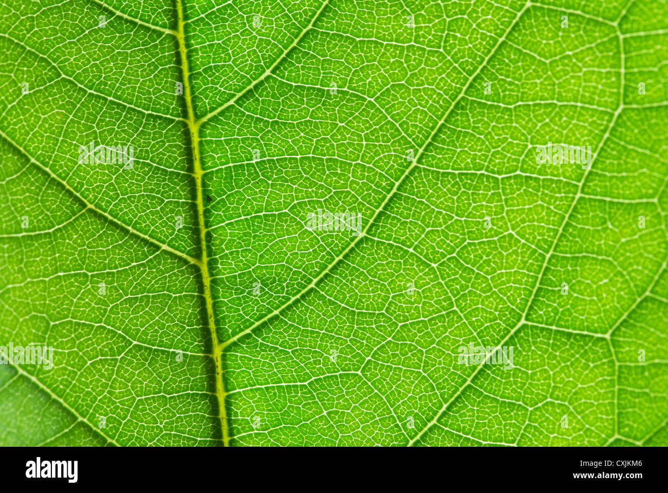 structure of leaf natural background Stock Photo - Alamy