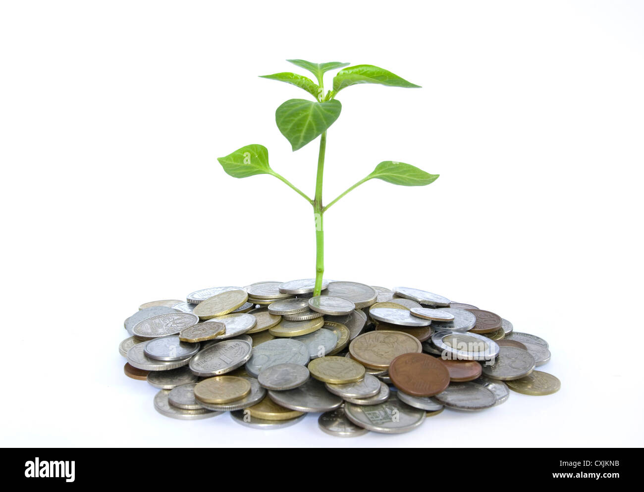 plant in coins isolated on white background Stock Photo - Alamy