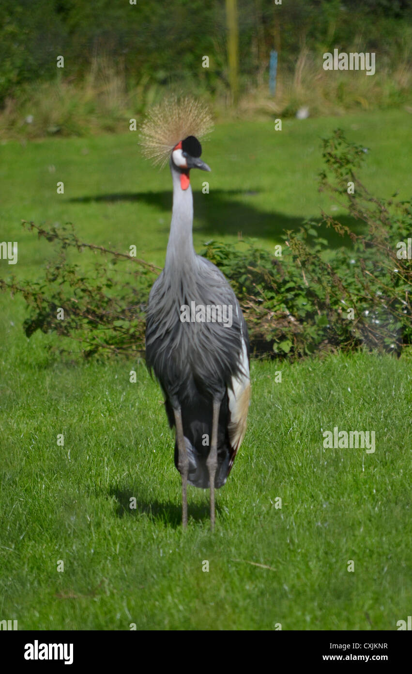 Grey Crowned Crane Stock Photo - Alamy