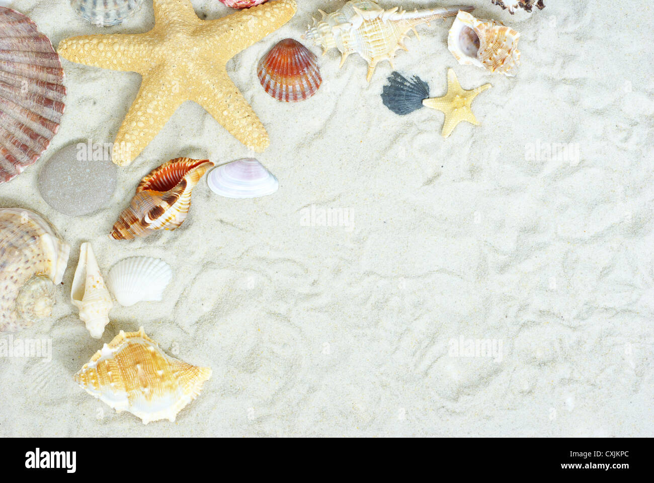 starfish and shells on the beach Stock Photo - Alamy