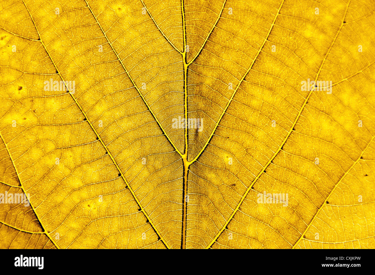 Autumnal Yellow Leaf Background - horizontal view Stock Photo - Alamy
