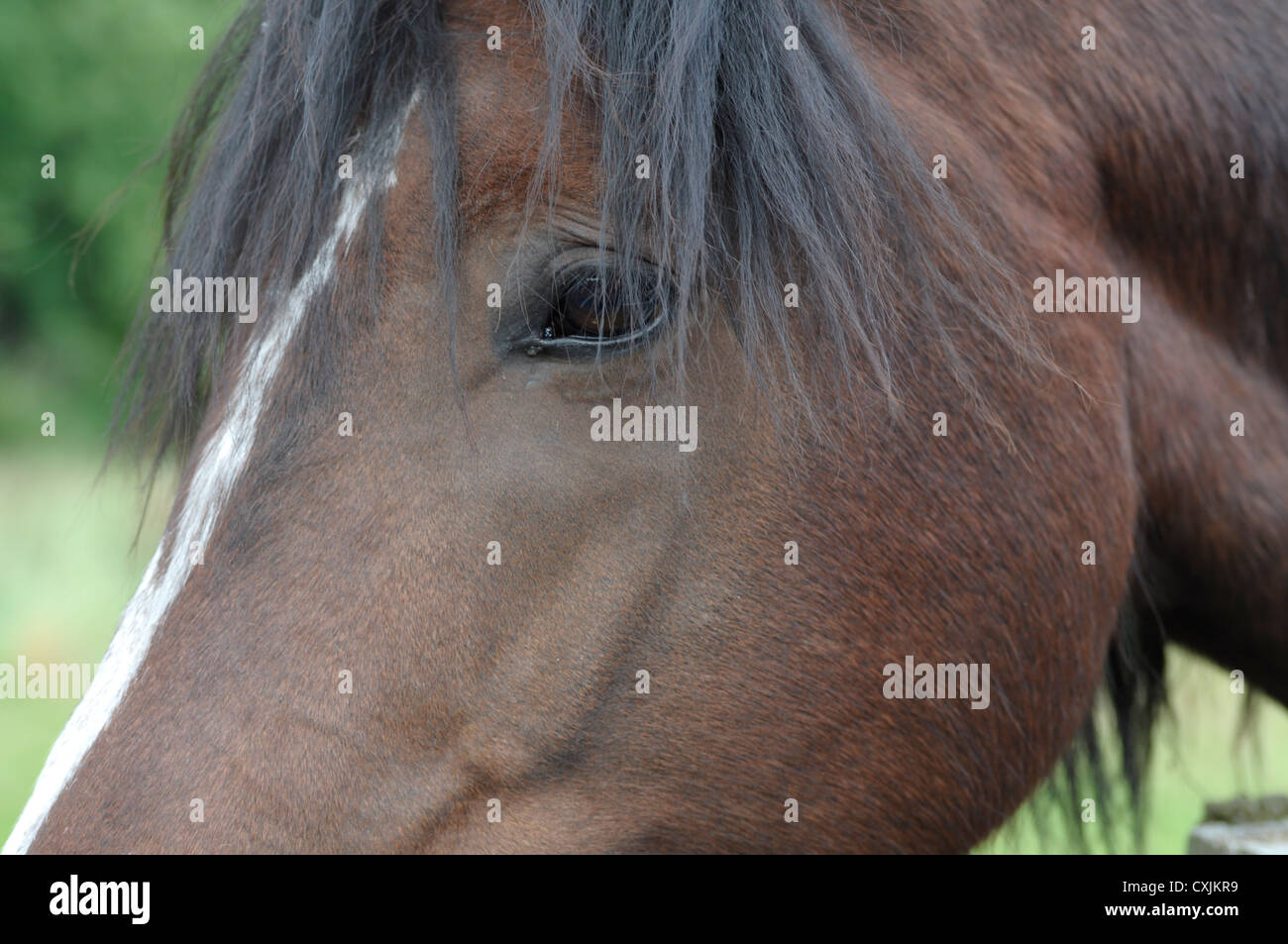 A Little Bit Horse Stock Photo - Alamy