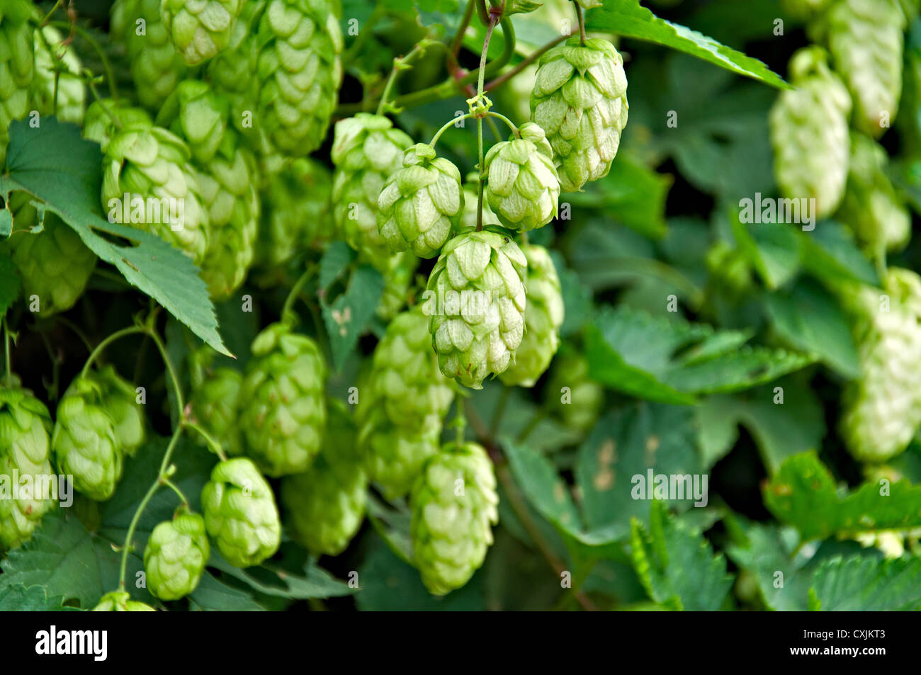 Agriculture Background - crop of fresh ripe hop Stock Photo - Alamy