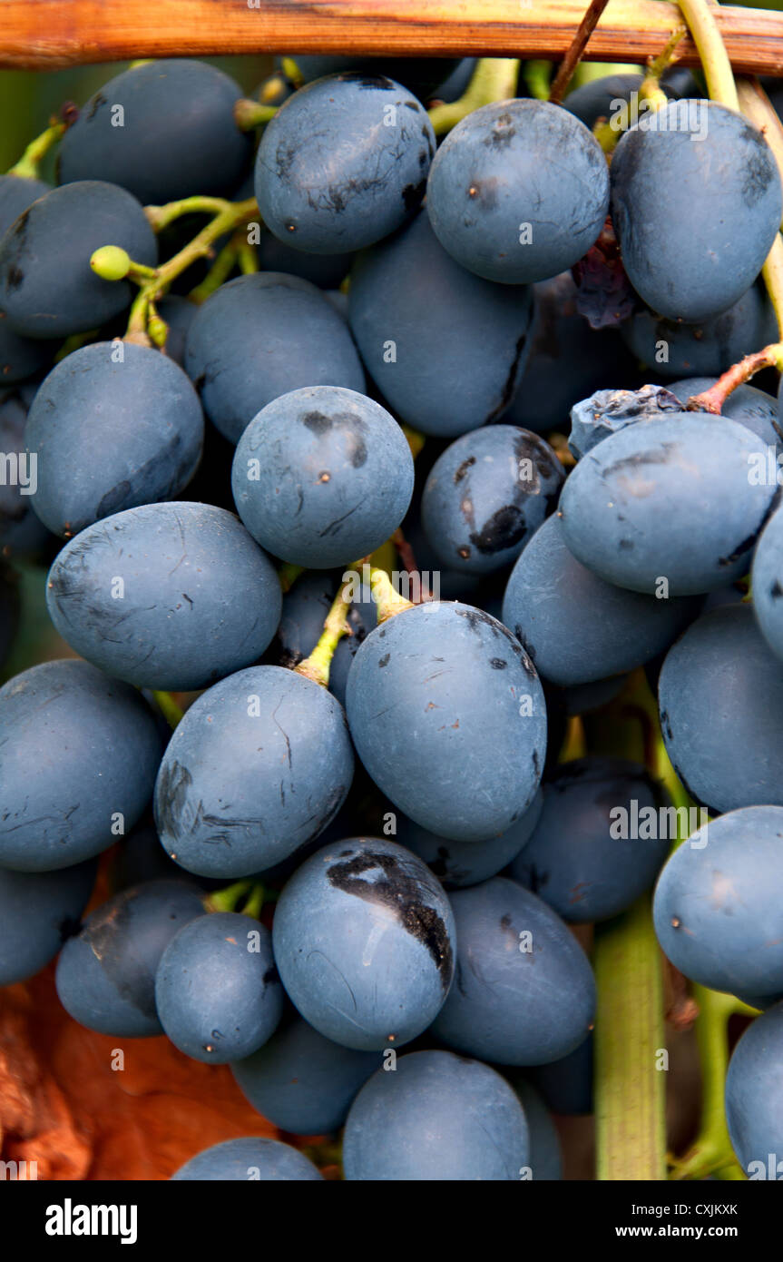 Moldova variety hi-res stock photography and images - Alamy