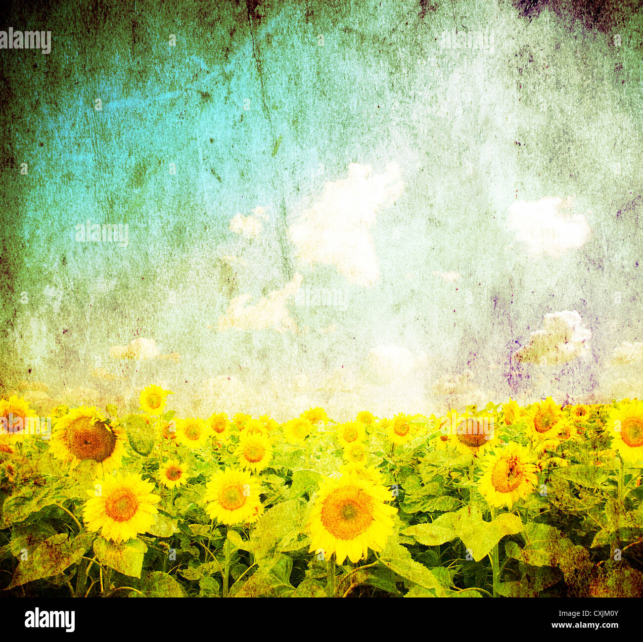 vintage image of sunflower field Stock Photo - Alamy