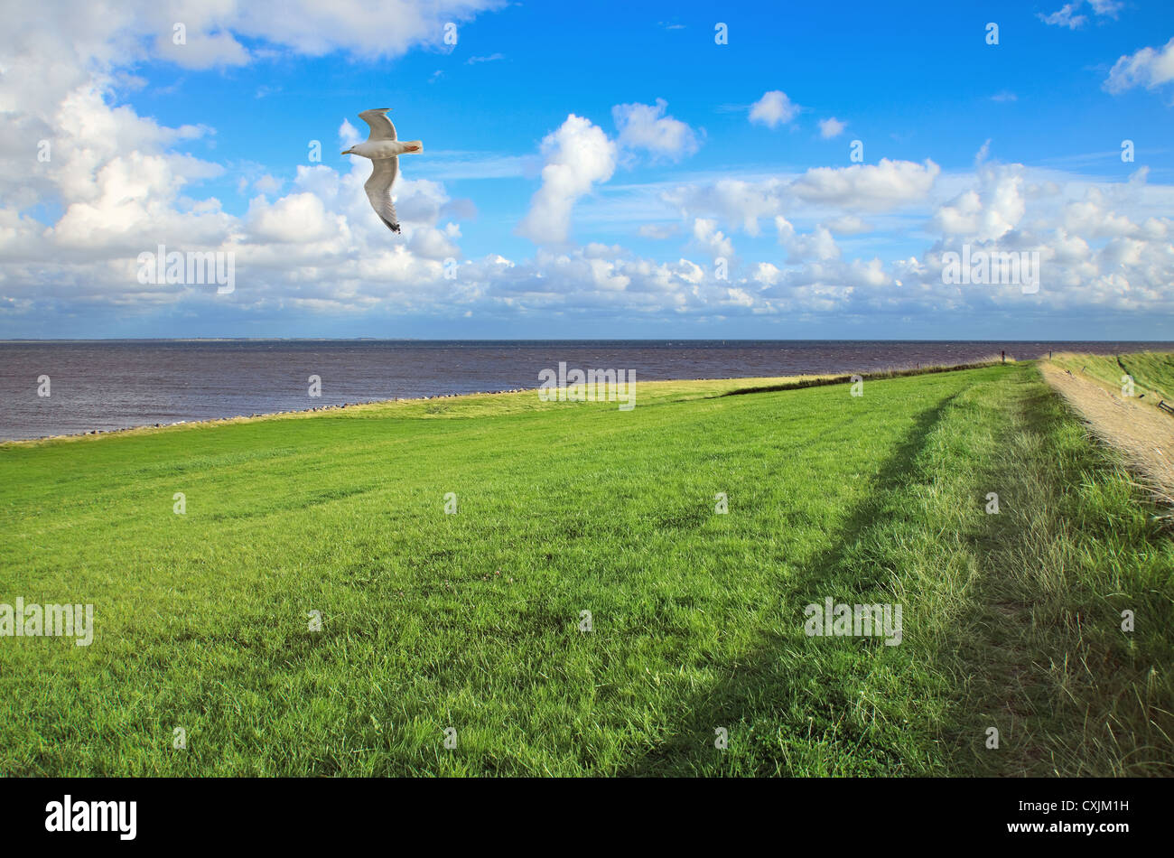 National bird of denmark hi-res stock photography and images - Alamy