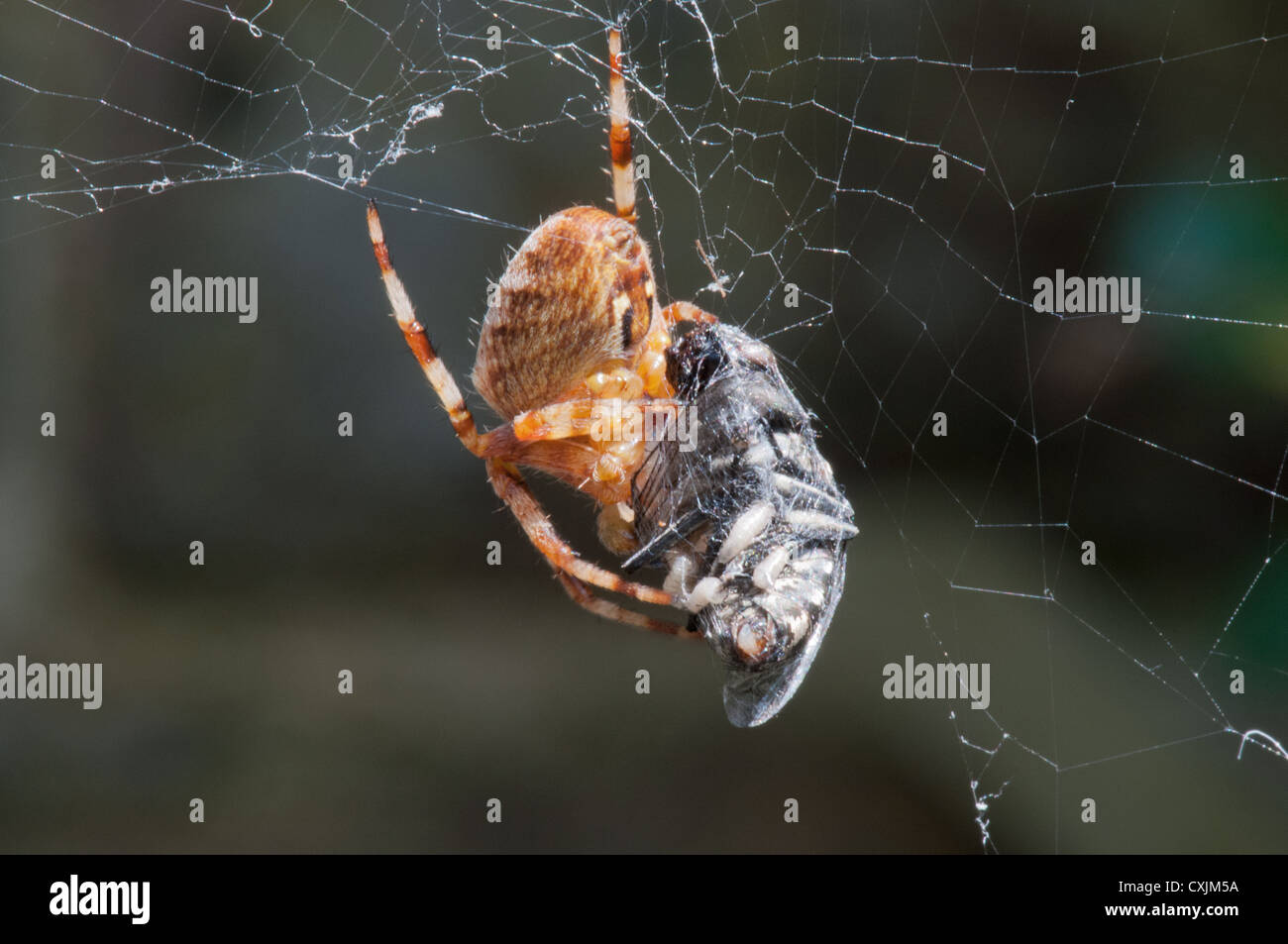Spider caught fly hi-res stock photography and images - Alamy