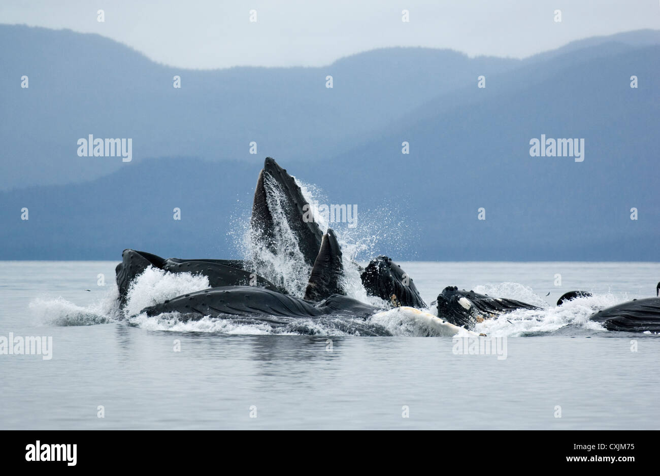 Humpback Whales (Megaptera novaeangliae) cooperatively feeding, "Bubble ...