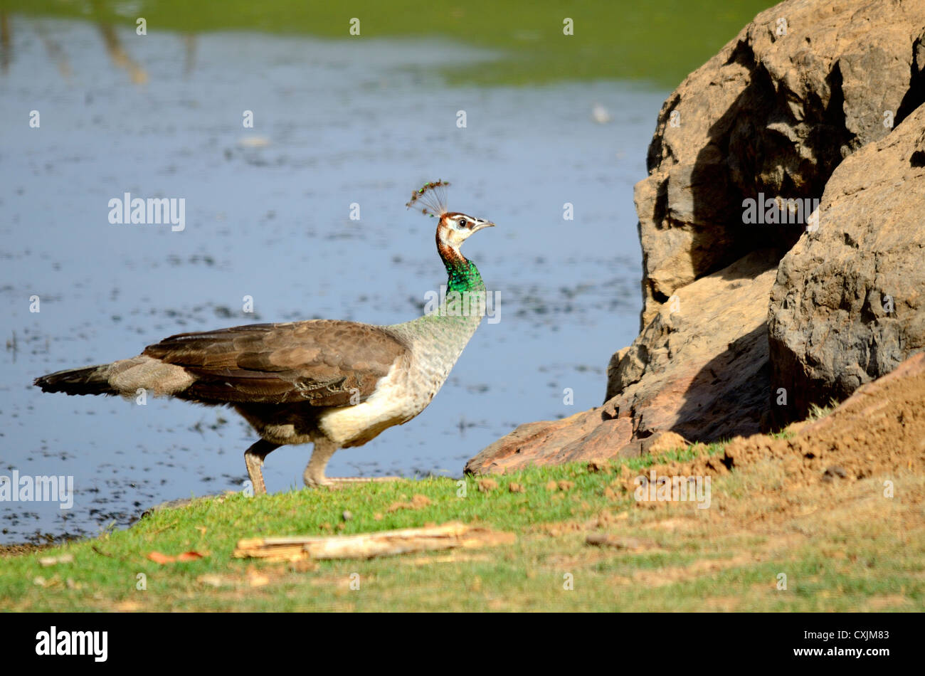 Female peafowl hi-res stock photography and images - Alamy