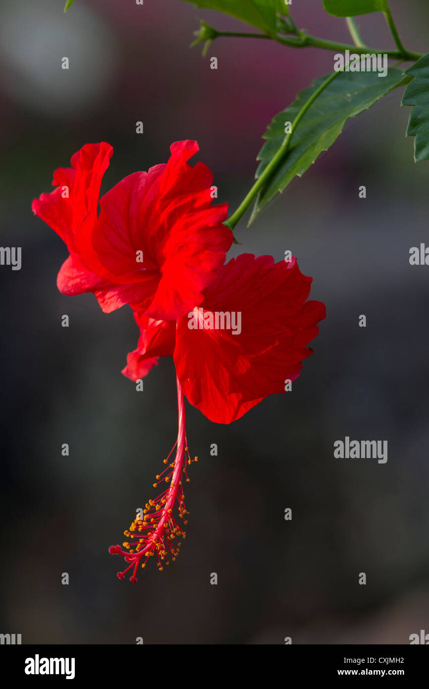 Hibiscus butterflies hi-res stock photography and images - Alamy