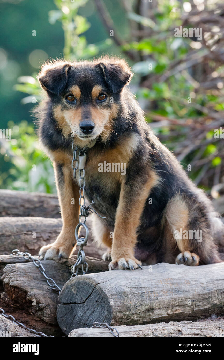 Curious chained dog on a pile of wood Stock Photo - Alamy