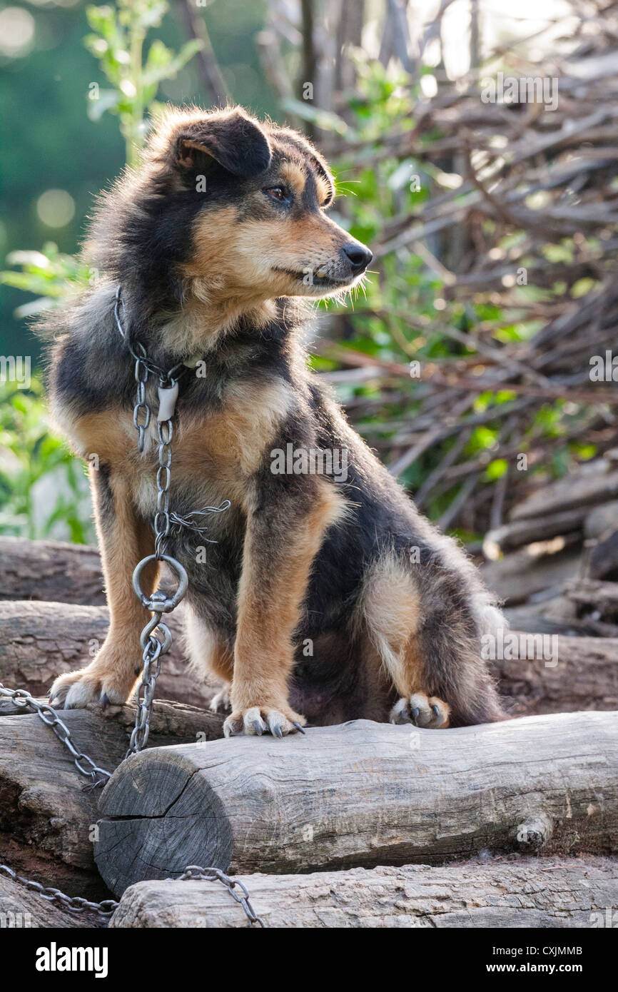Miserable and hungry chained dog in the backyard Stock Photo - Alamy