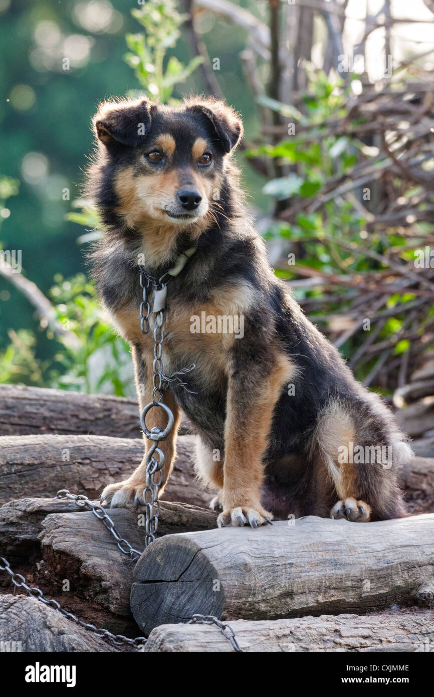 Sad chained dog on a pile of wood Stock Photo - Alamy