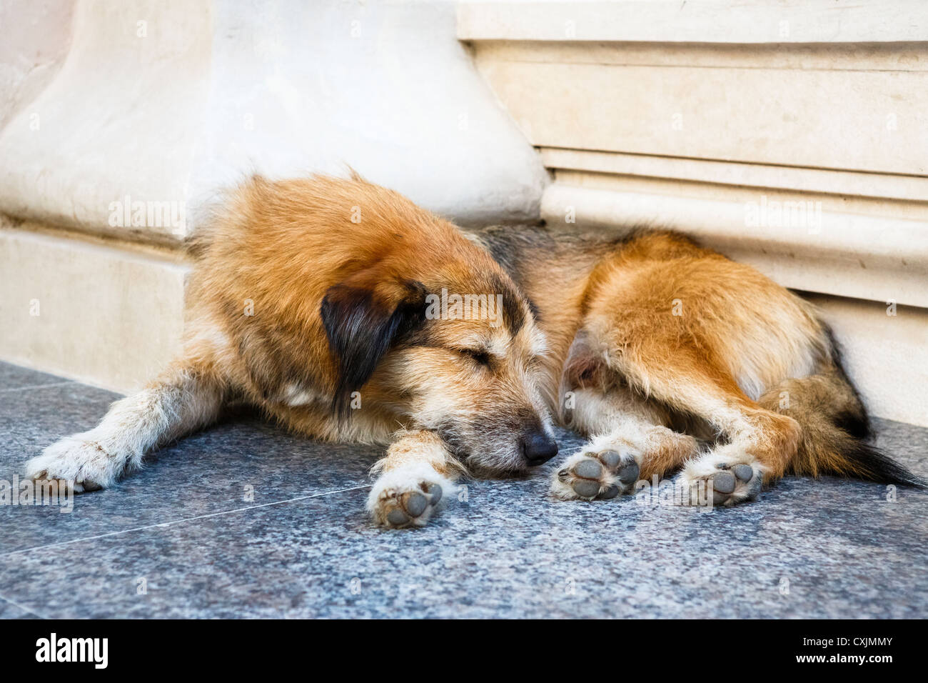 Stray dog sleeping on the steps of a building Stock Photo - Alamy