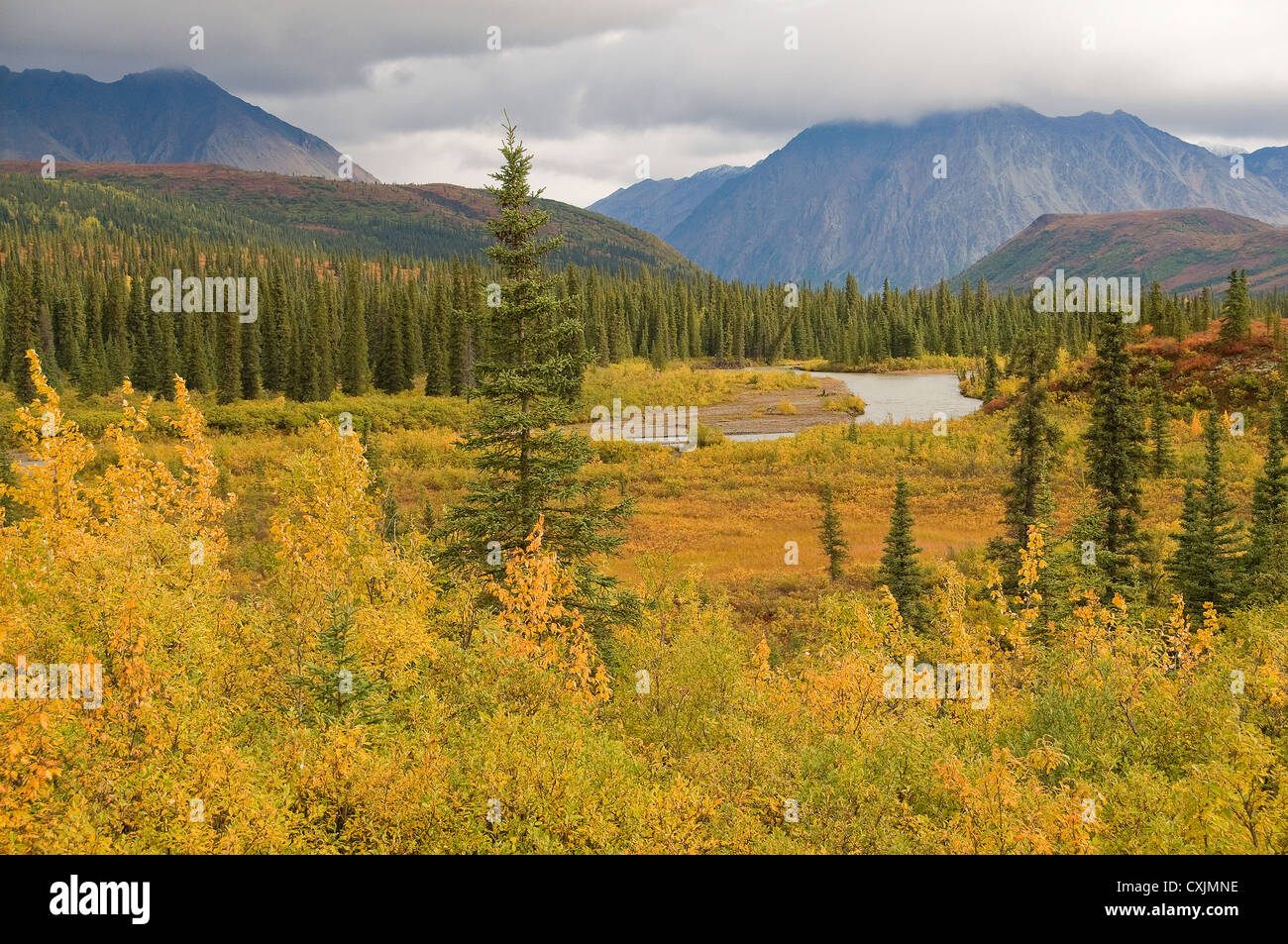 Alpine grayling hi-res stock photography and images - Alamy