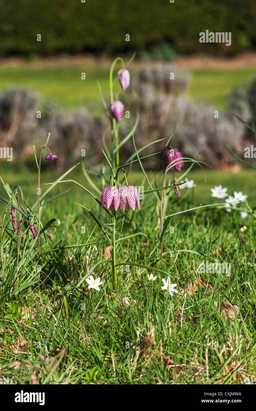 Purple fritillaria meleagris or Snake's Head Fritillary in spring in ...