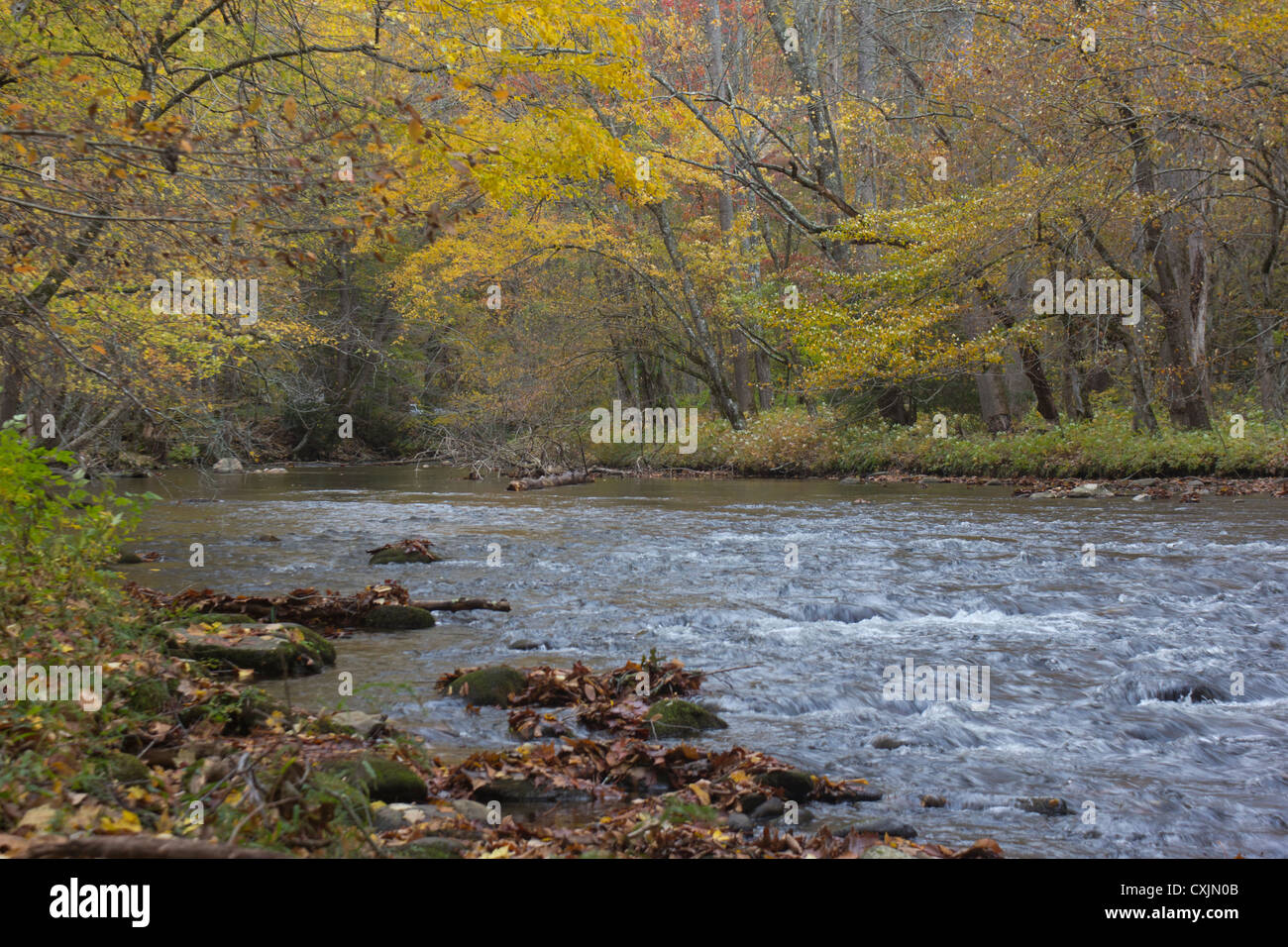 Smoky Mountain fall trout stream Stock Photo - Alamy