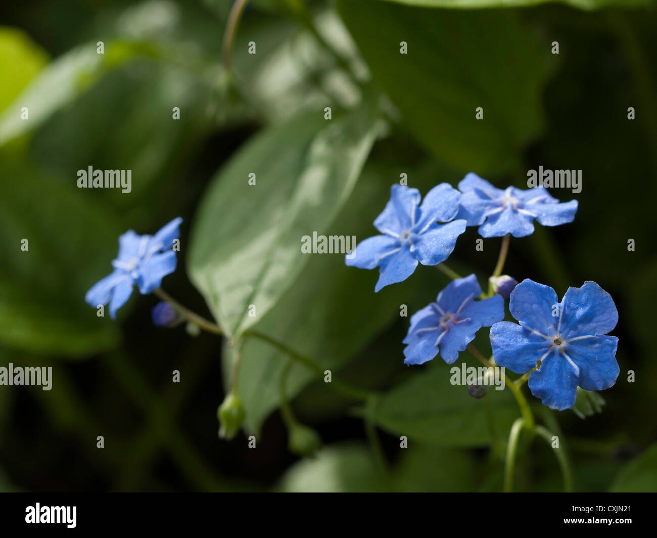 Creeping Navelwort or Blue-eyed Mary (Omphalodes verna Stock Photo - Alamy