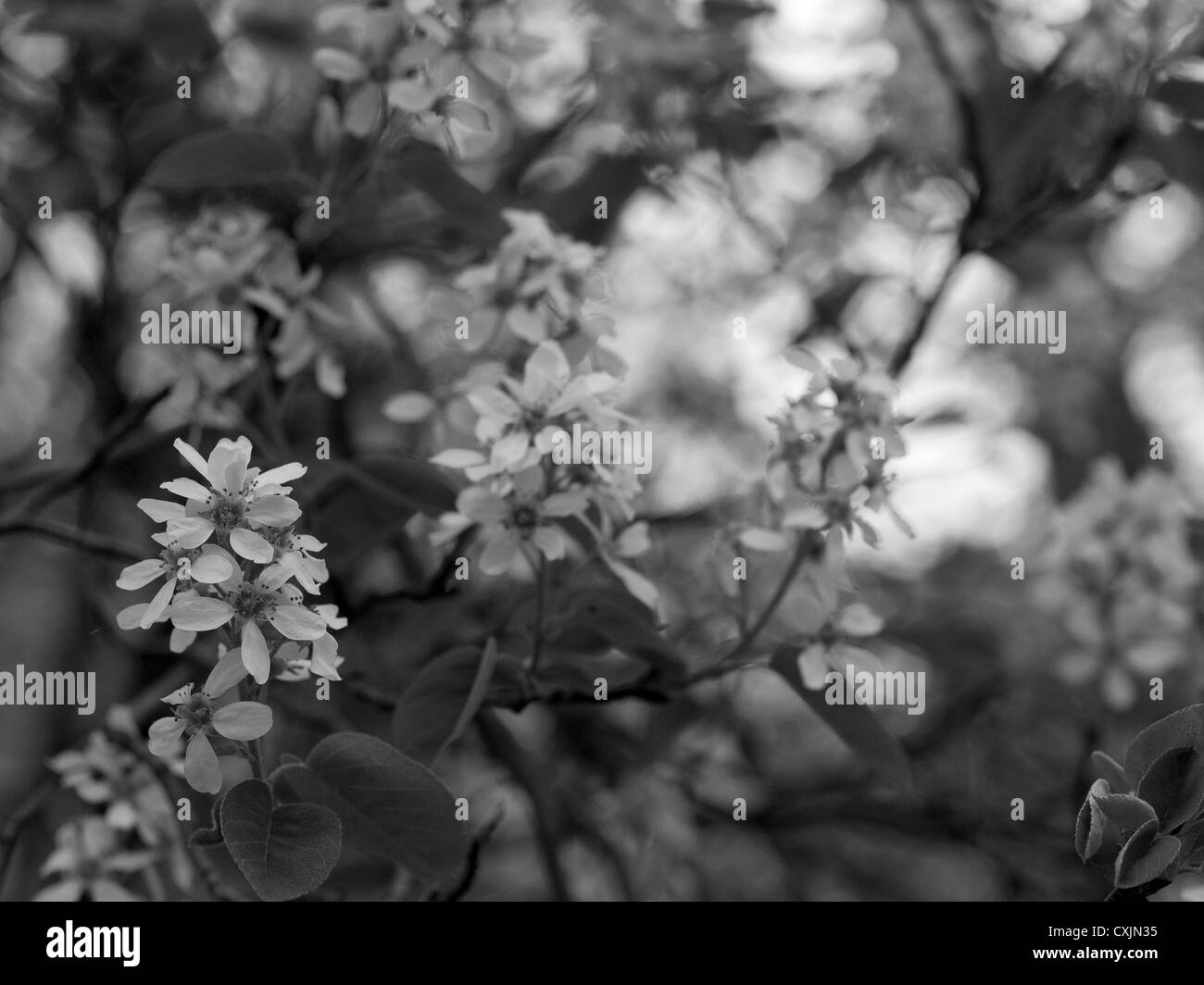 Canadian serviceberry (Amelanchier canadensis Stock Photo - Alamy