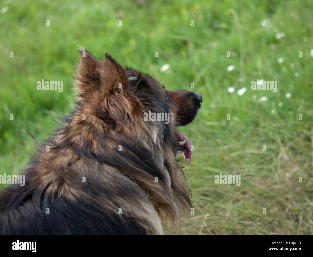 Long-haired German sheepdog Stock Photo - Alamy