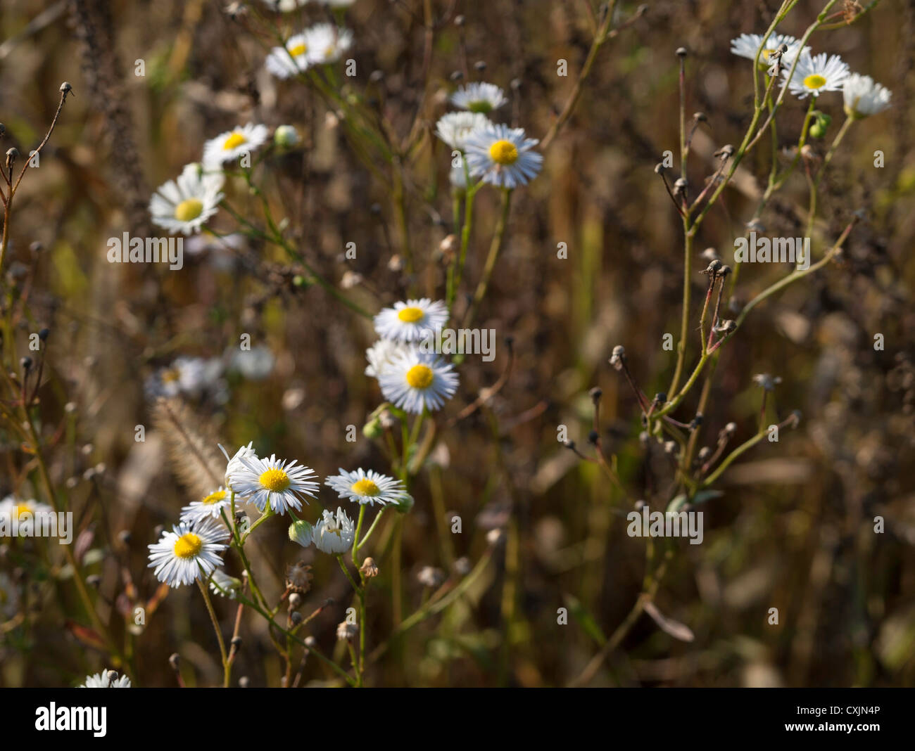 Common field plant (wild Stock Photo - Alamy