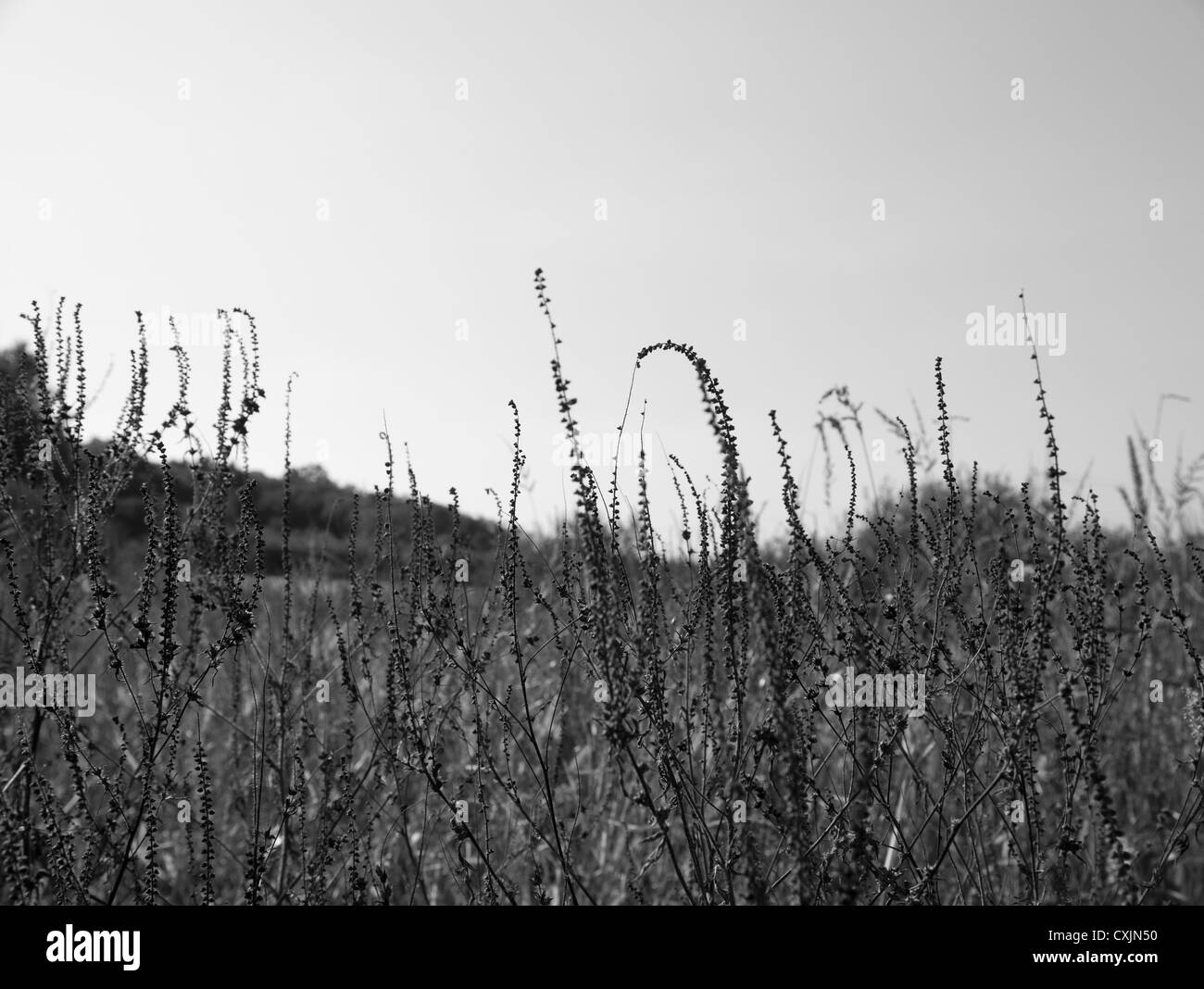 Common wild plant hi-res stock photography and images - Alamy