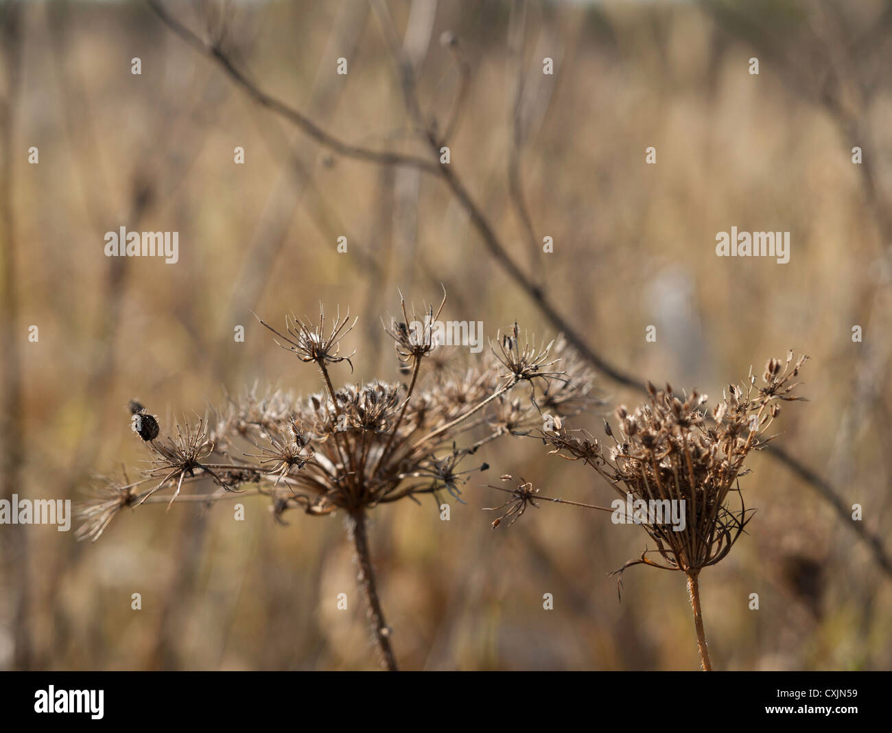 Common field plant (wild Stock Photo - Alamy