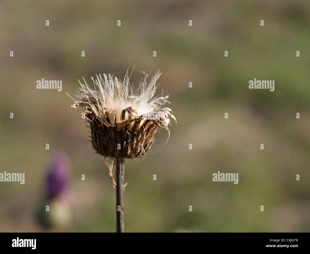 Common field plant (wild Stock Photo - Alamy