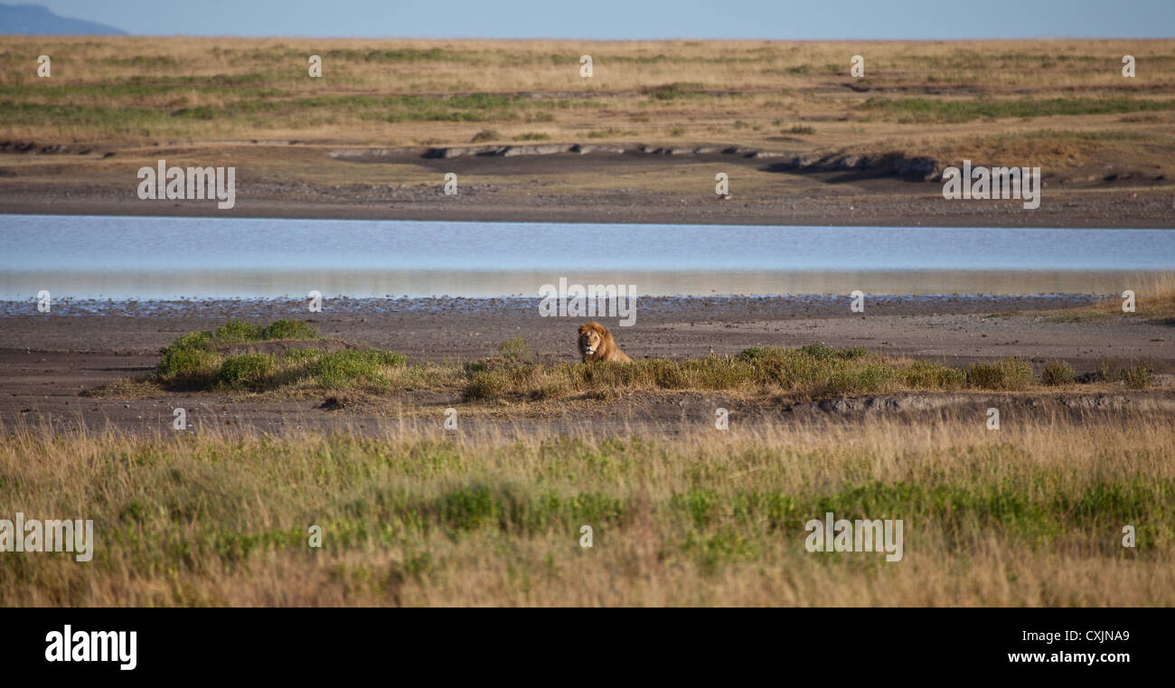 A large male lion looks from behind some shrubbery directly into the ...
