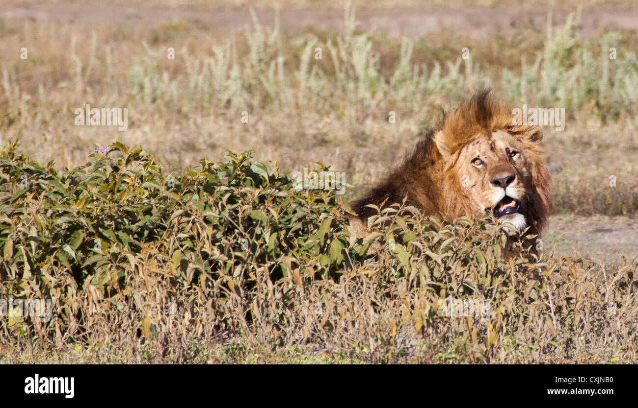 A large male lion looks from behind some shrubbery directly into the ...