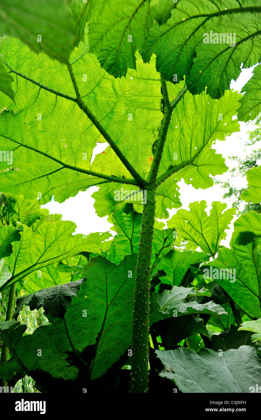 Large green leaf giant hi-res stock photography and images - Alamy