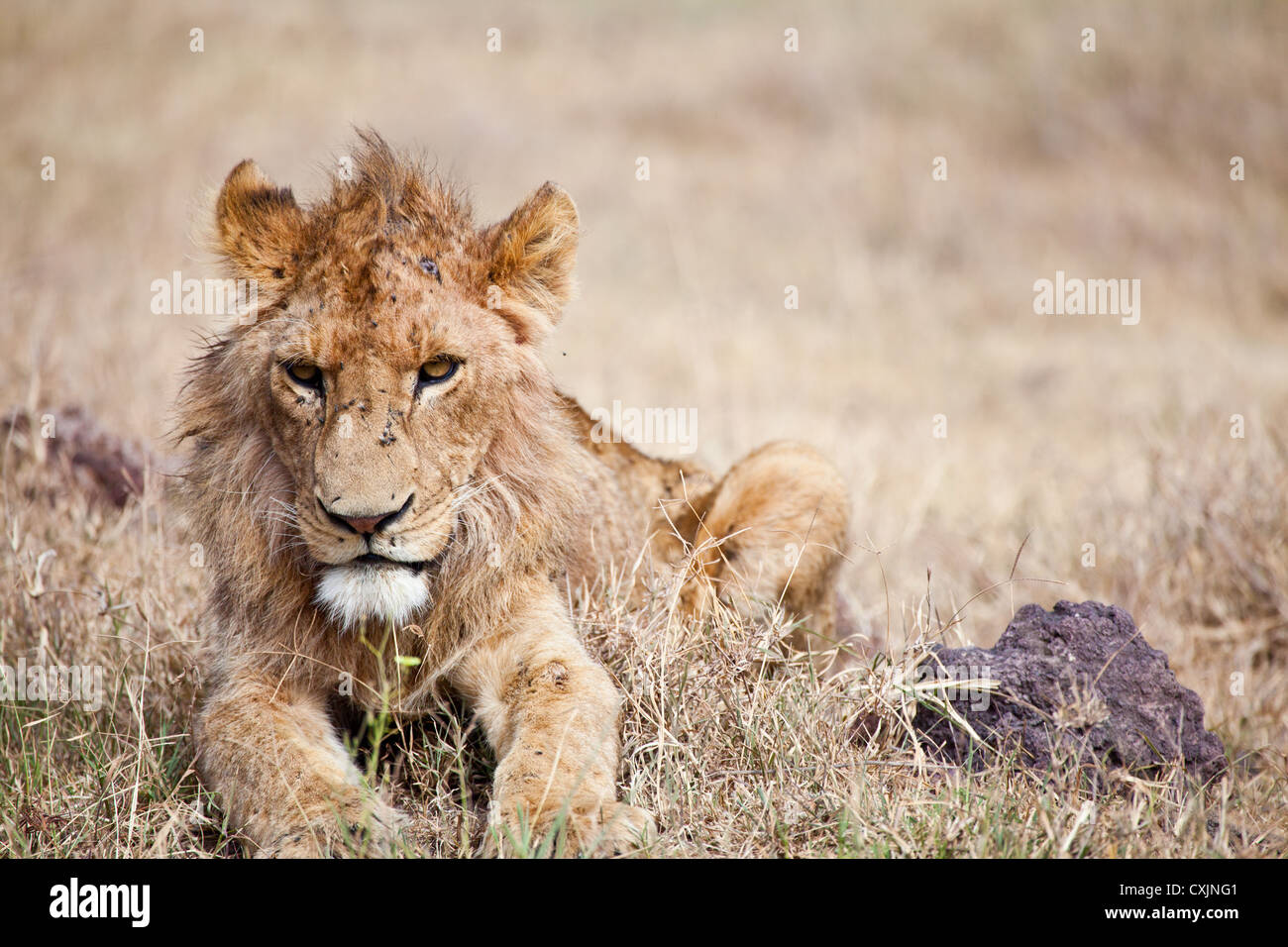 Portrait of a young male lion who looks to have had better days with ...