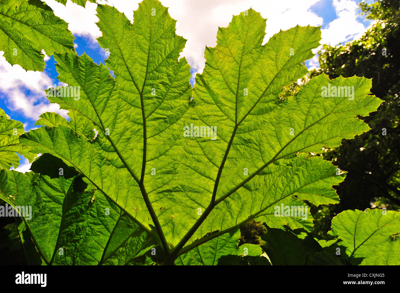 Large tree giant hi-res stock photography and images - Alamy