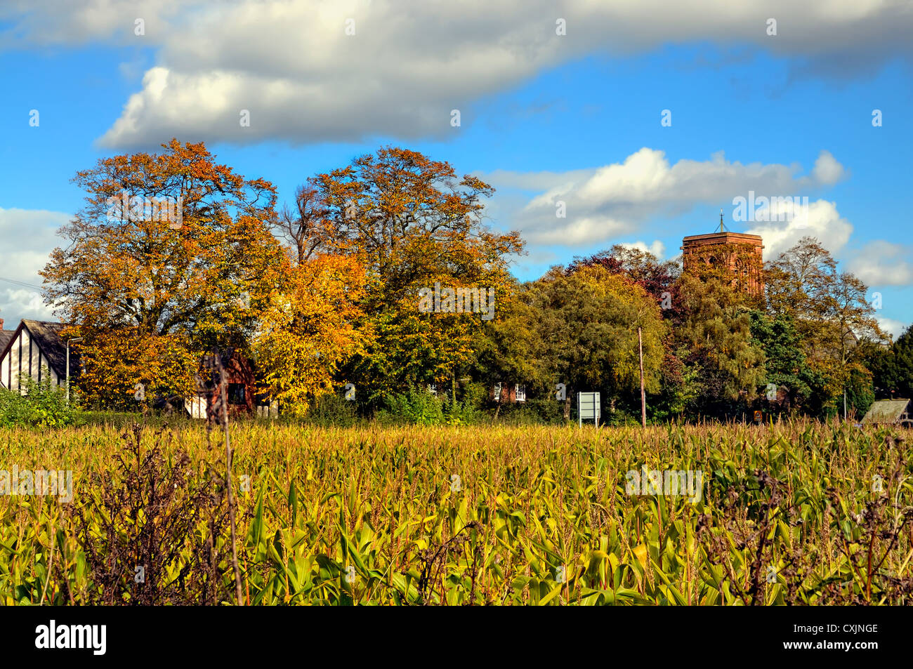 Autumn colours in rural Cheshire Stock Photo - Alamy