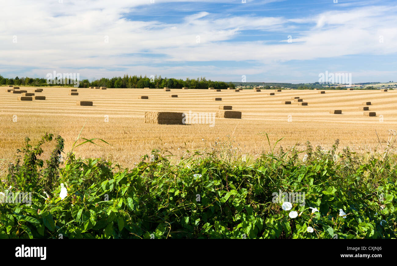 Dramatic blue sky and clouds over harvested corn in Cotswolds in ...