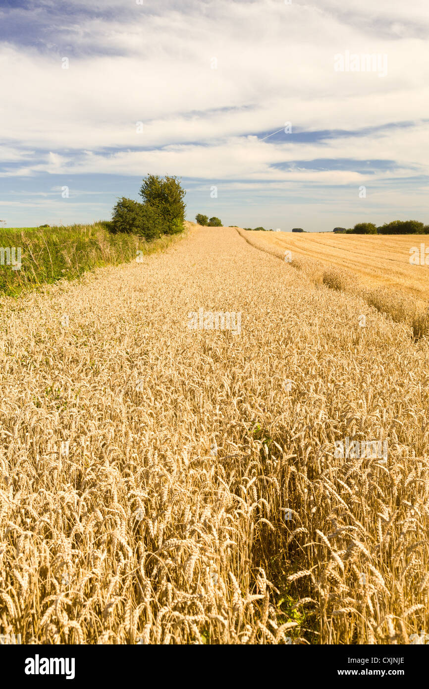 Scenic corn fields hi-res stock photography and images - Alamy