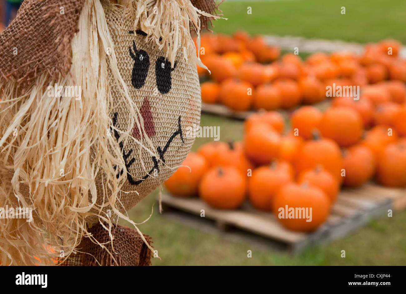 Halloween or fall scene with a scarecrow and pumpkins in the background ...