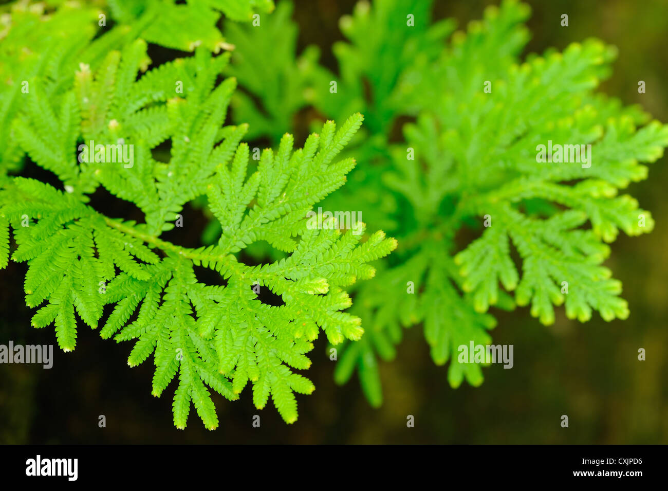 Fern backgrounds hi-res stock photography and images - Alamy