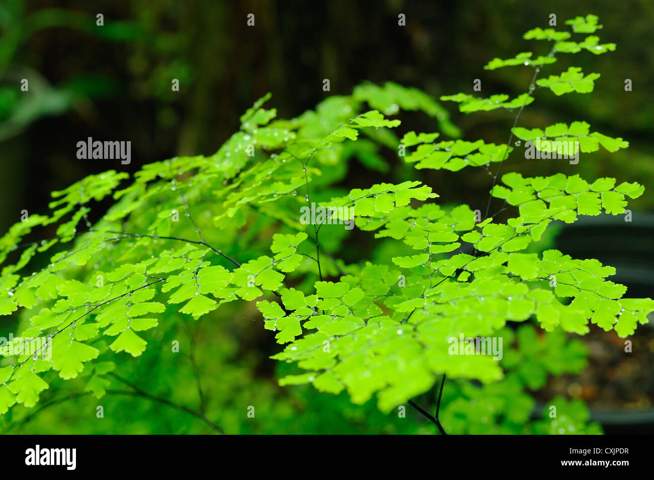 Fern backgrounds hi-res stock photography and images - Alamy
