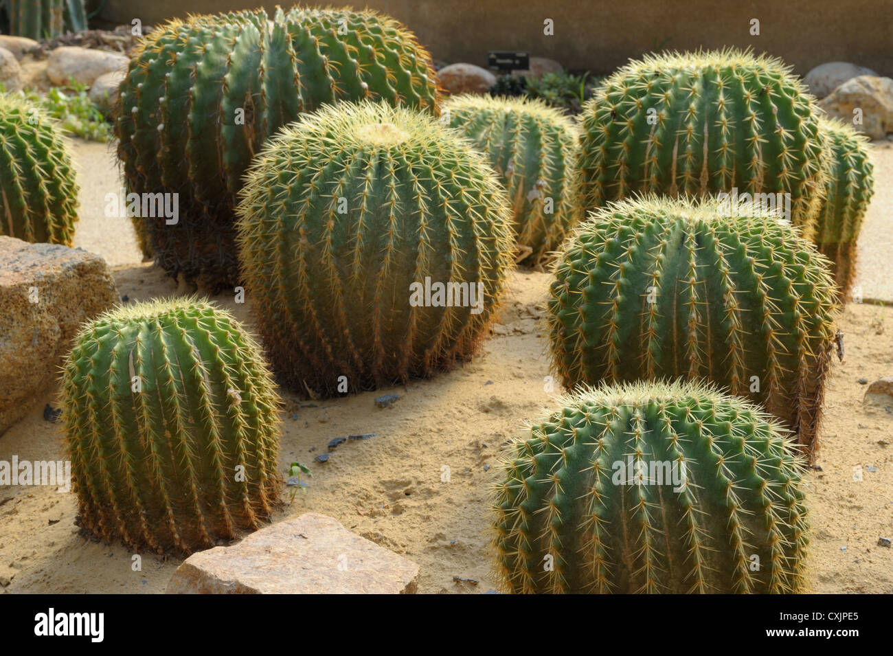 Sphere cactus hi-res stock photography and images - Alamy
