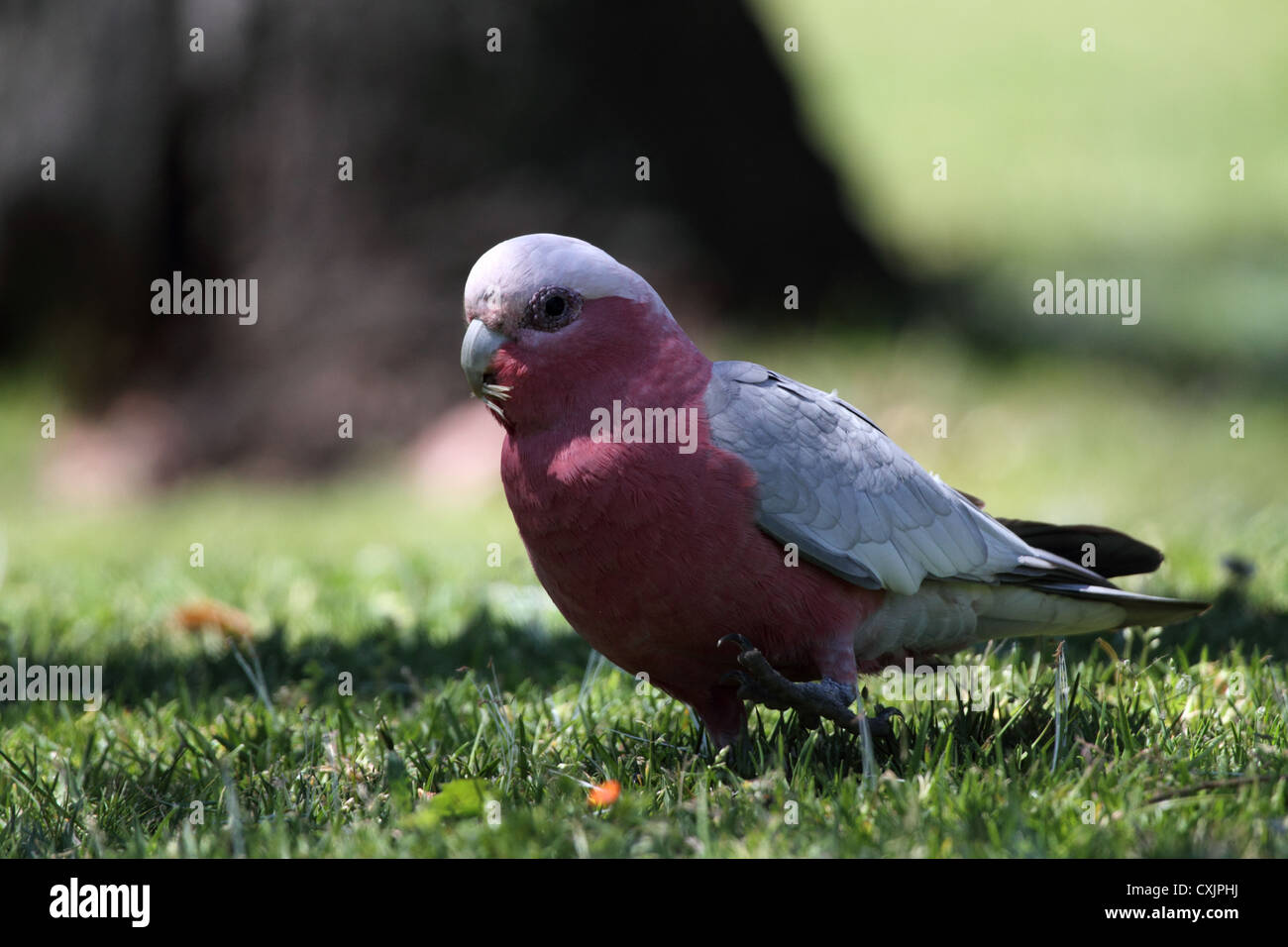 Galah parrot hi-res stock photography and images - Alamy