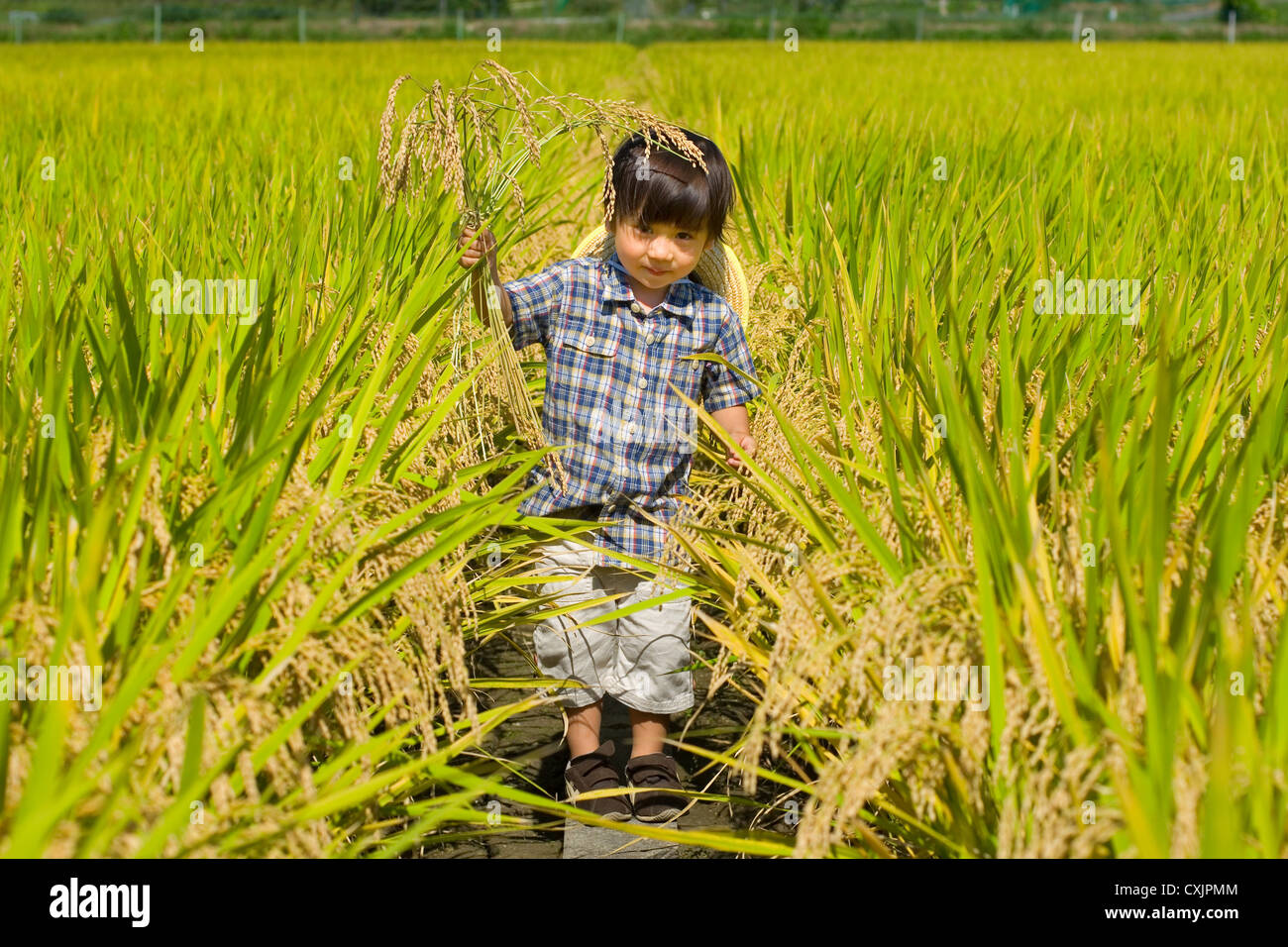 Children walking in a rice field Stock Photo - Alamy