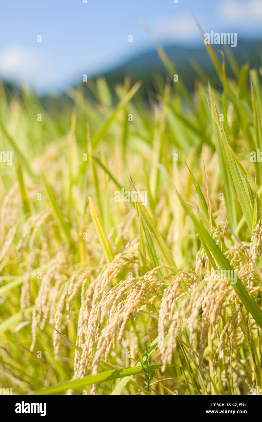 Fruitful ear of rice Stock Photo - Alamy