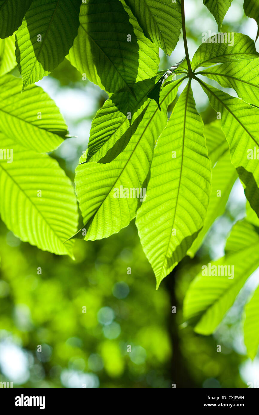 Fresh green chestnut Stock Photo - Alamy